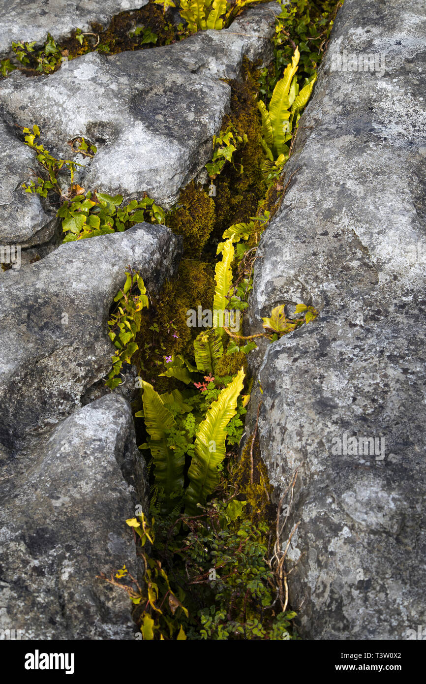 Up ireland hi-res stock photography and images - Alamy