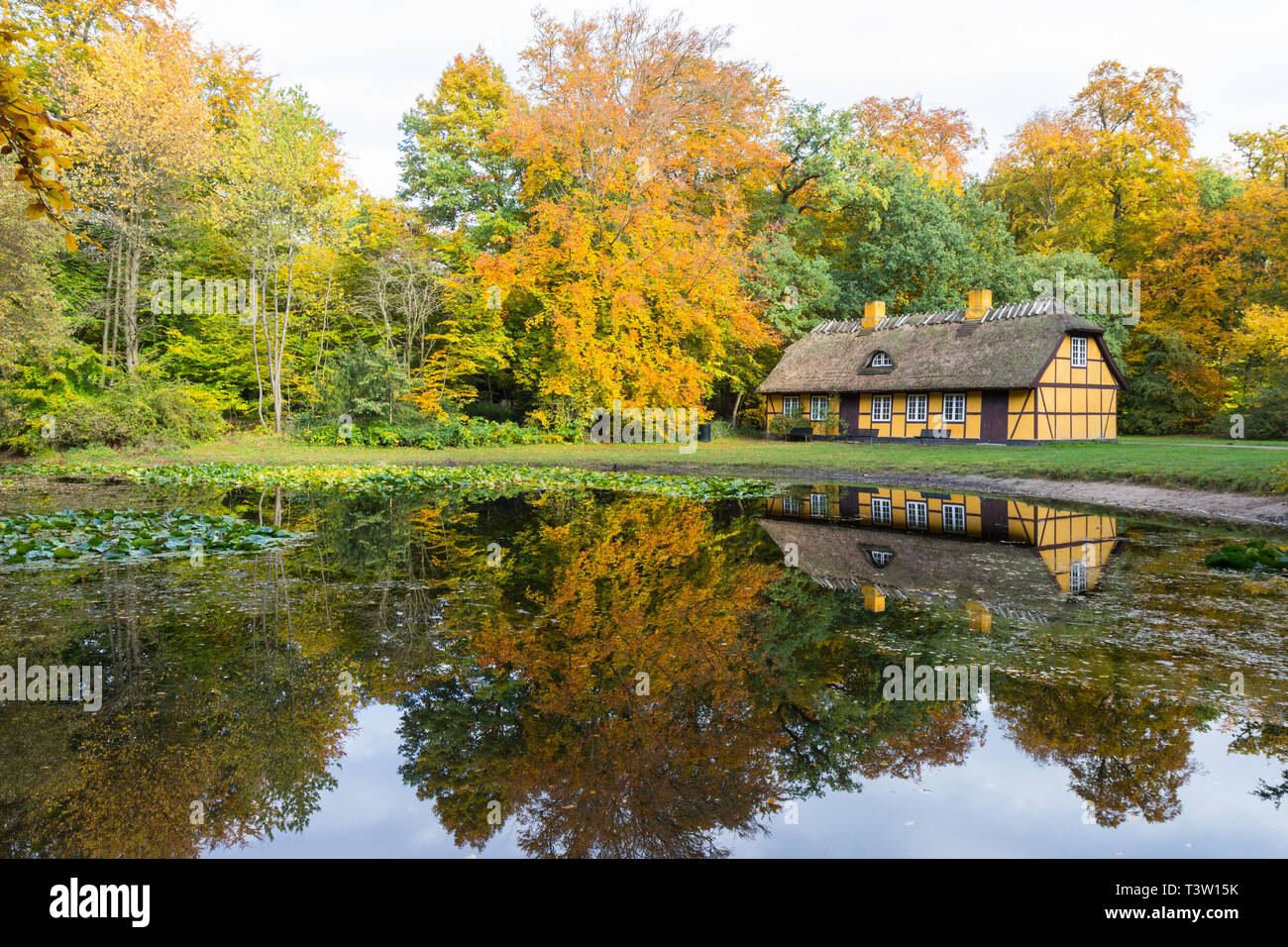 Old yellow half timbered house with thatched roof in Charlottenlund ...