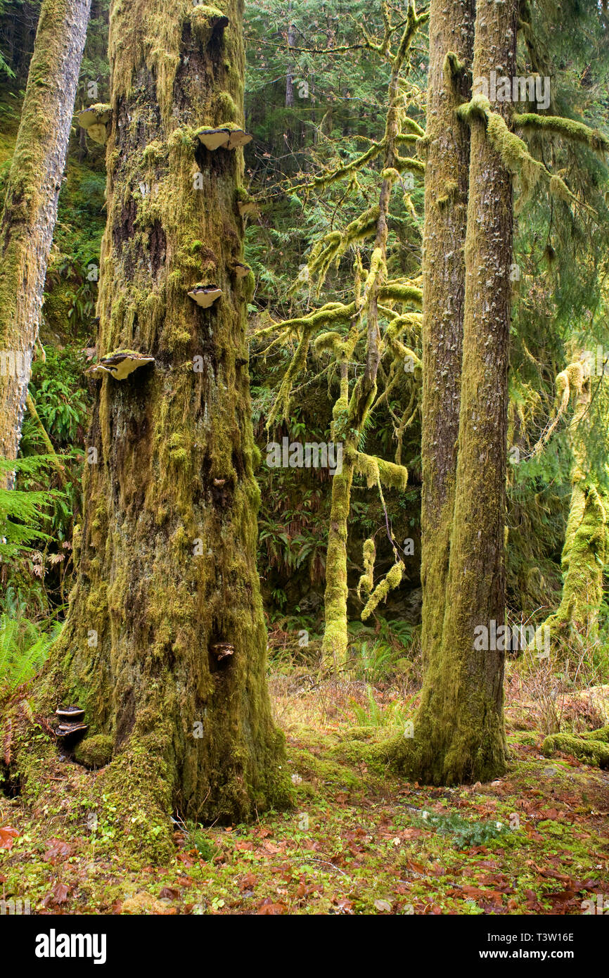 Olympic valley hi-res stock photography and images - Alamy