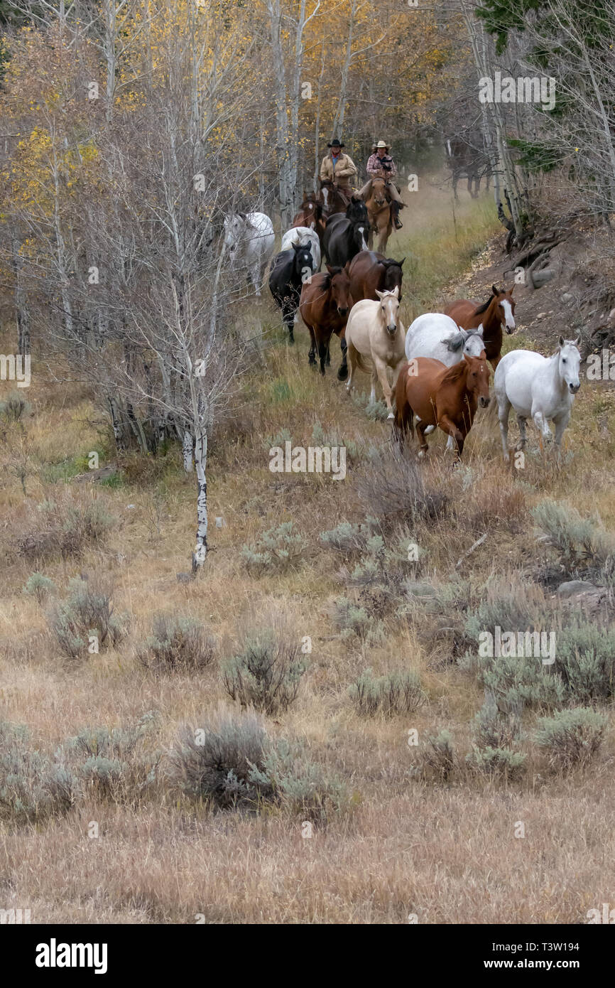 Cowboys hi-res stock photography and images - Alamy