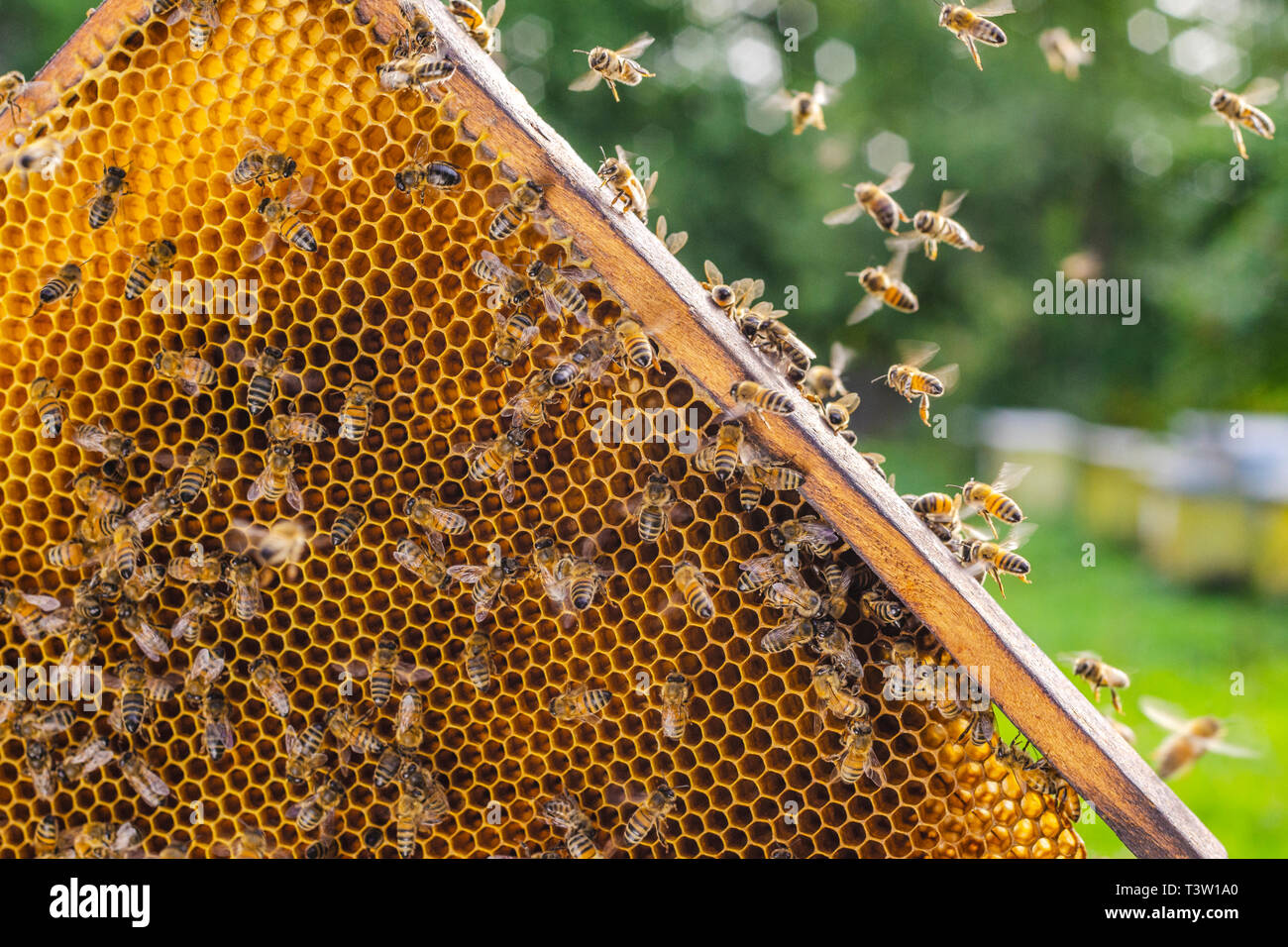 honey bees on honeycomb in apiary in late summertime Stock Photo - Alamy