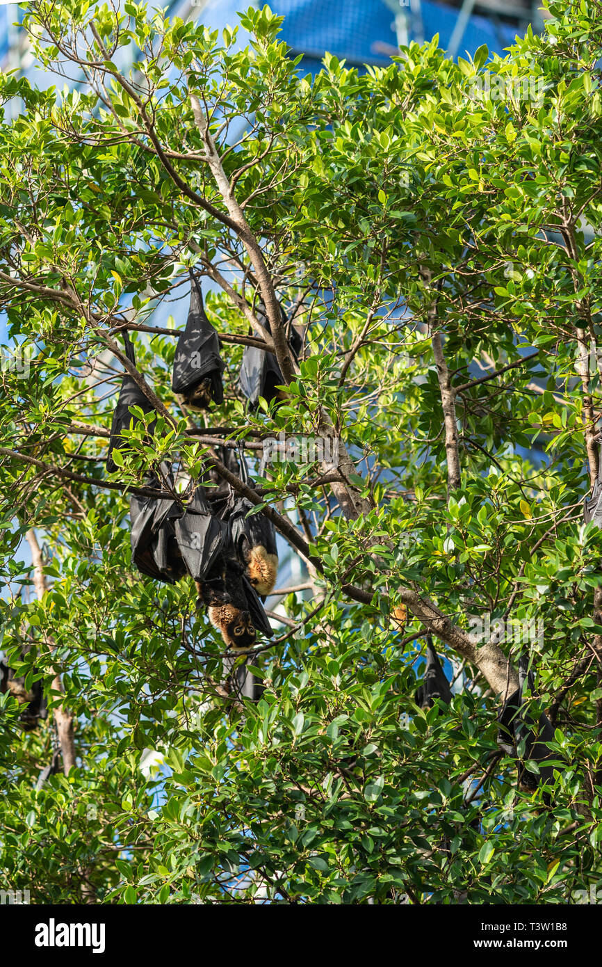 Mega bat australia hi-res stock photography and images - Alamy