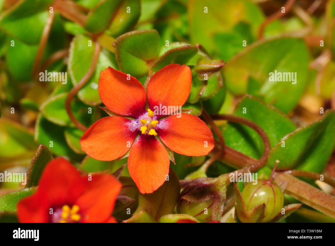 Scarlet pimpernel flower hi-res stock photography and images - Alamy