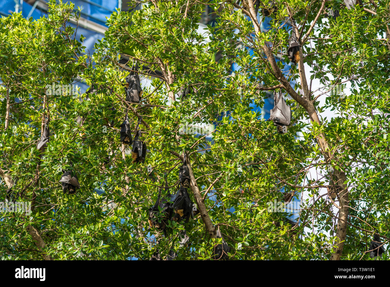 Cairns, Australia - February 17, 2019: Closeup of black and brown ...