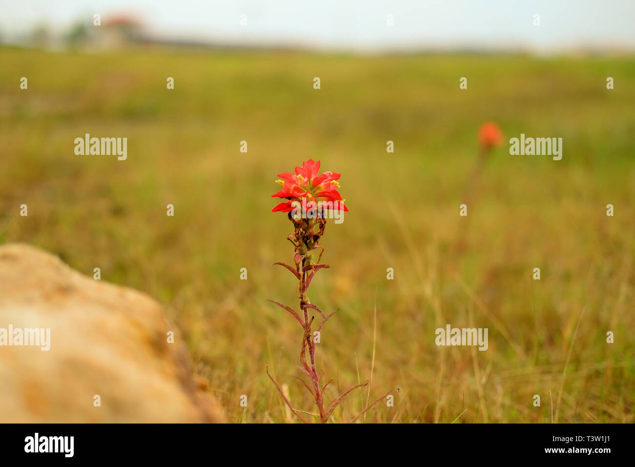 Texas Indian Paintbrush, castilleja indivisa; member of the ...