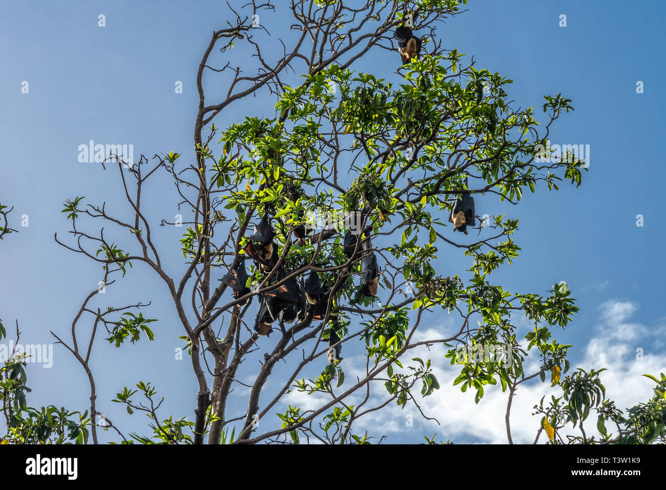 Mega bat australia hi-res stock photography and images - Alamy