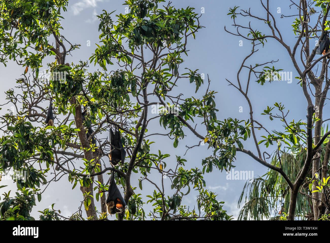 Mega bat australia hi-res stock photography and images - Alamy