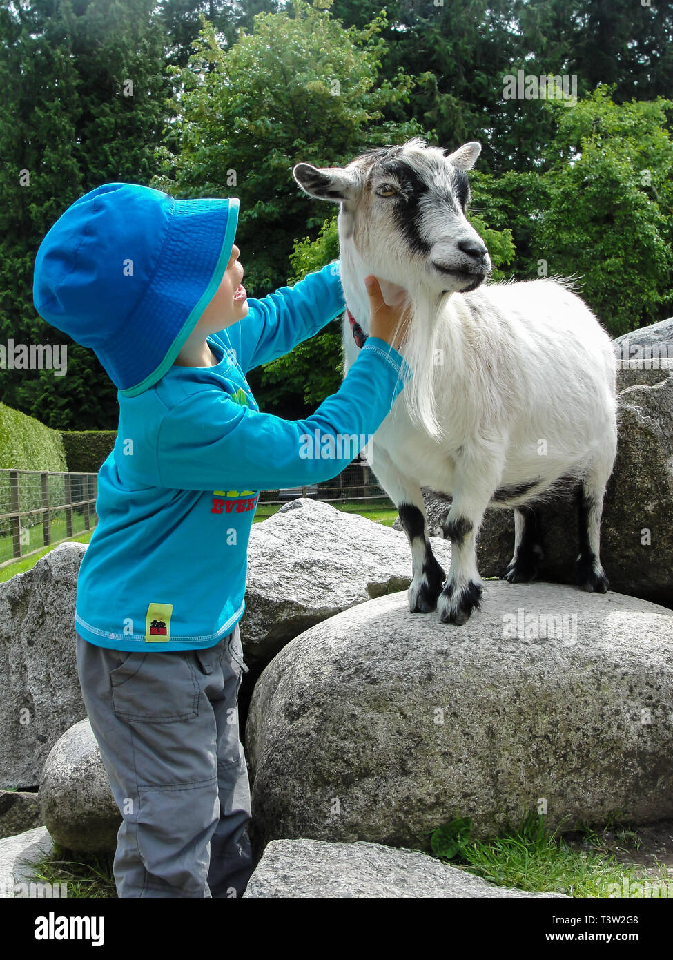 Young boy playing with a white goat at children farm Stock Photo - Alamy