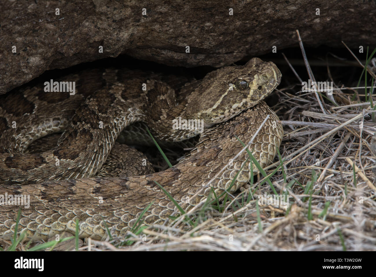 Prairie rattlesnake crotalus viridis in hi-res stock photography and ...