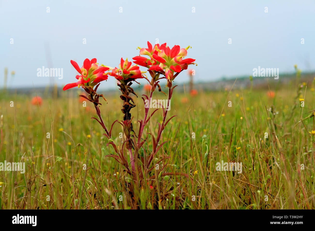 Texas Indian Paintbrush, castilleja indivisa; member of the ...