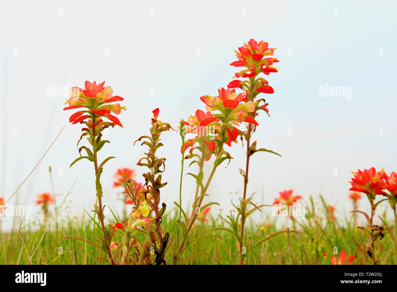 Texas Indian Paintbrush, castilleja indivisa; member of the ...
