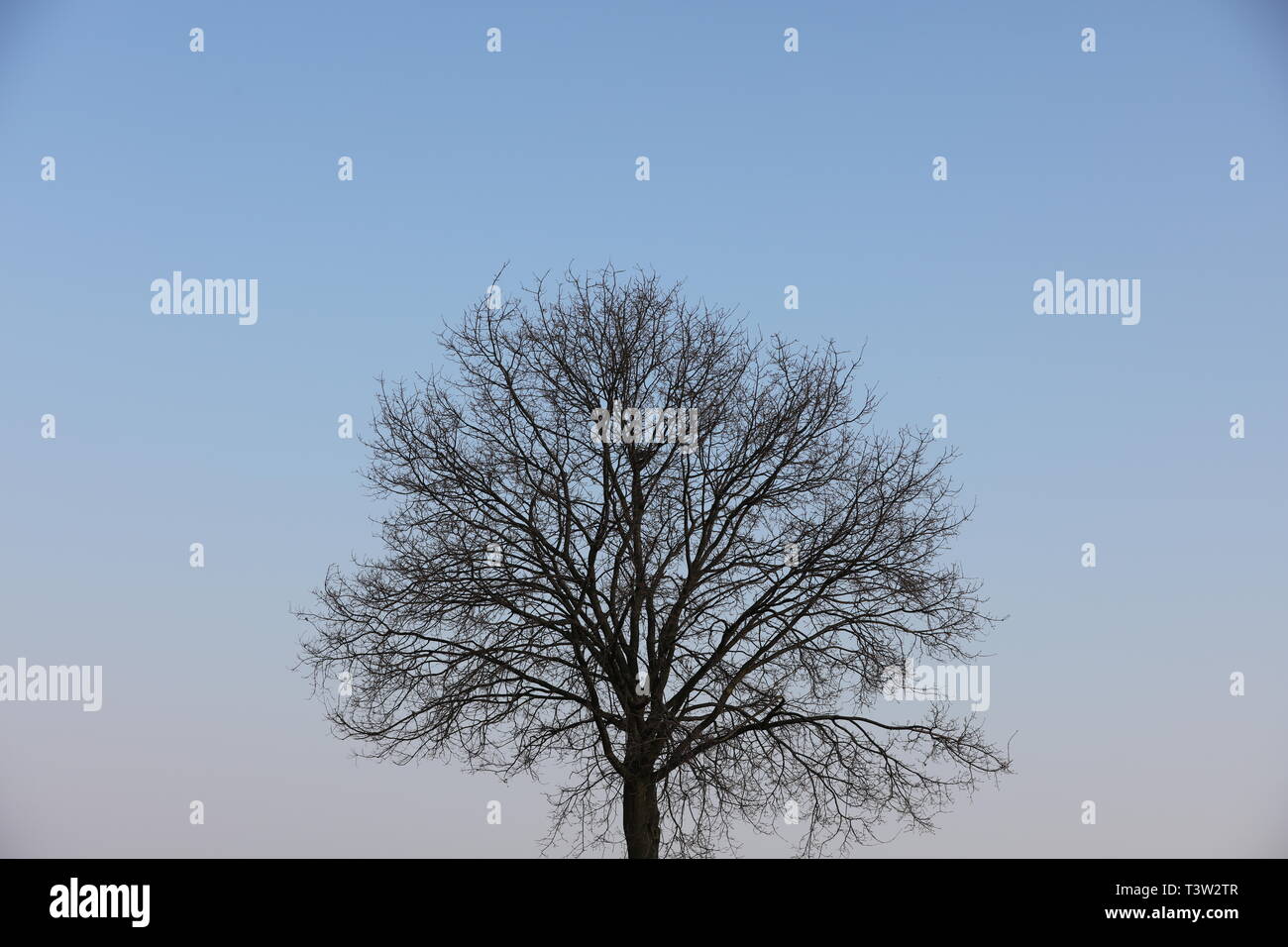Shape of a Winter tree Stock Photo - Alamy