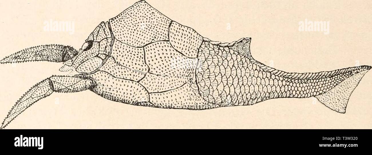 Coccosteidae hi-res stock photography and images - Alamy