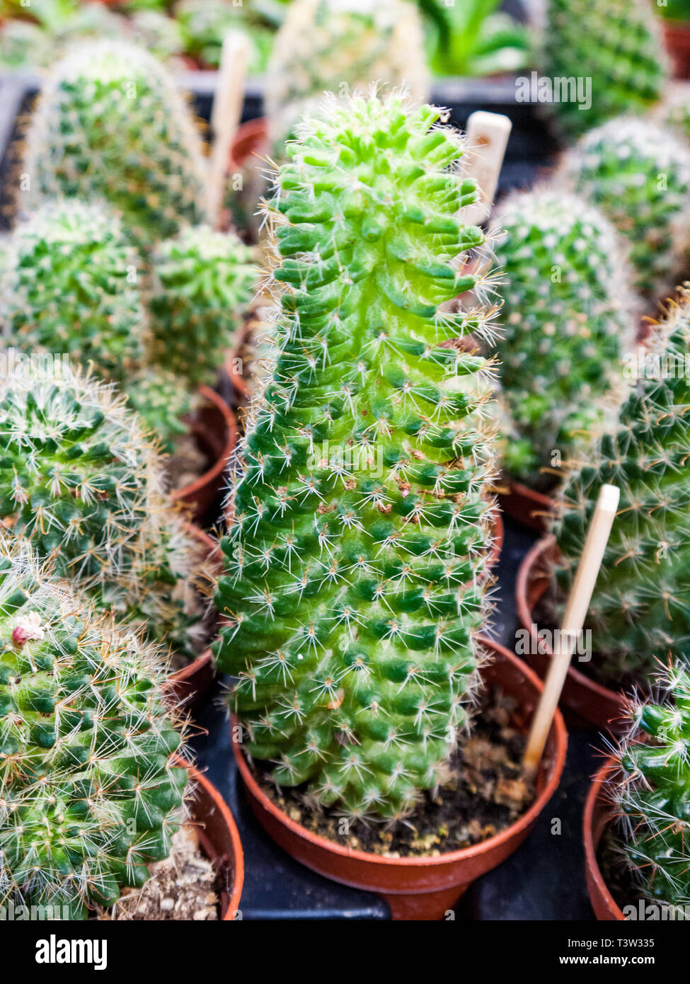 Cacti in pots hi-res stock photography and images - Alamy