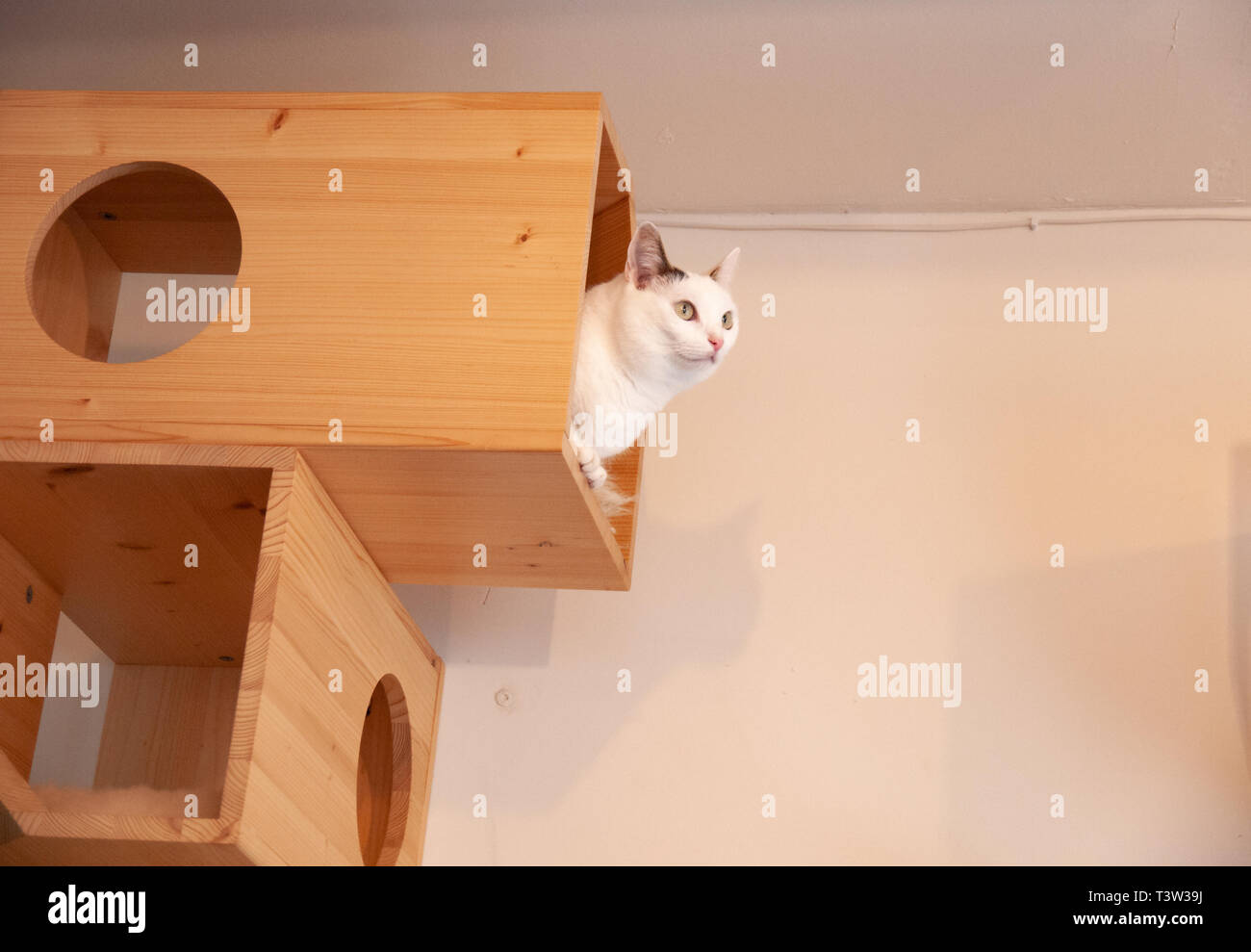 Cat into a box hi-res stock photography and images - Alamy