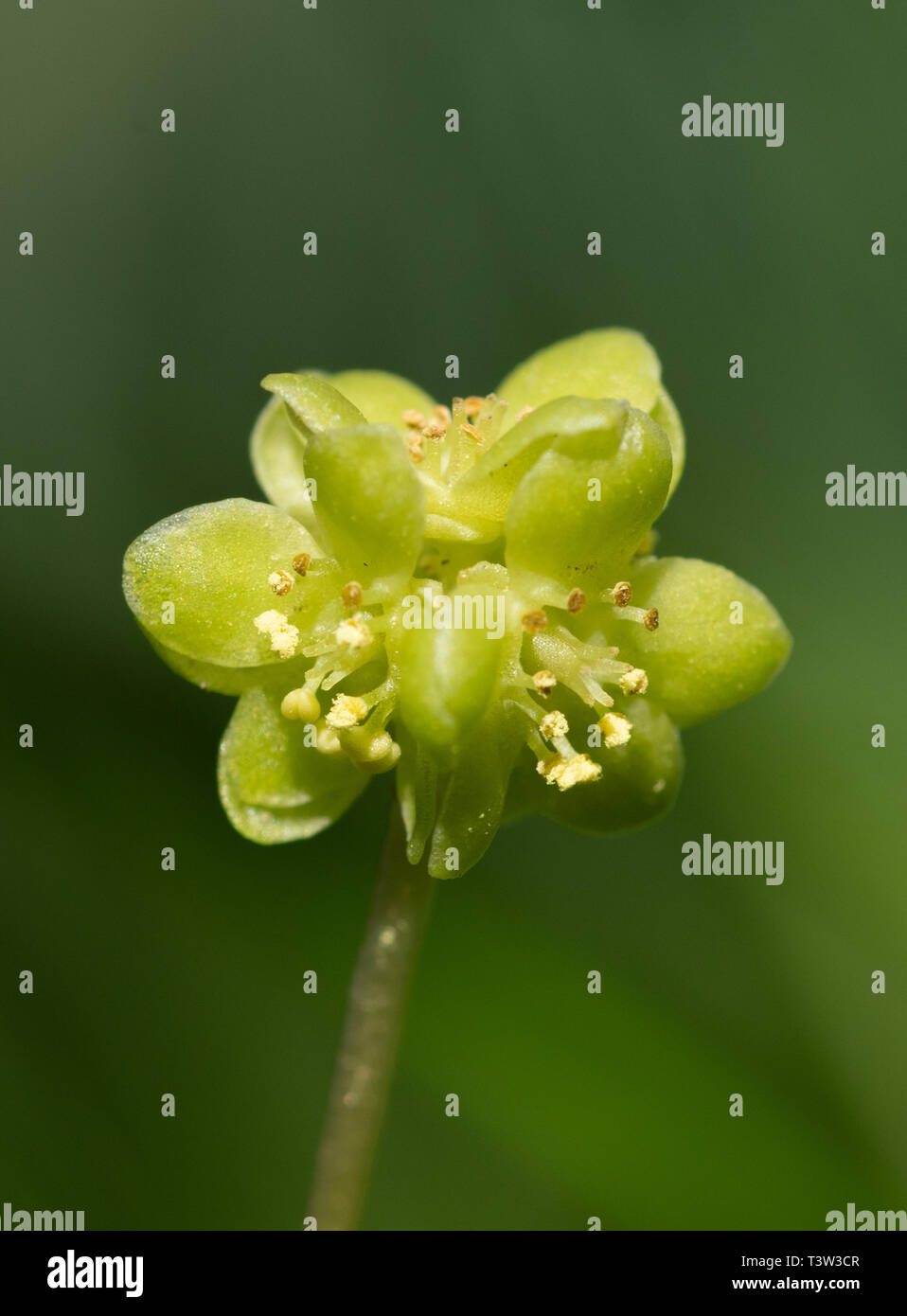 Close-up of a moschatel spring flowering wildflower, also called town ...