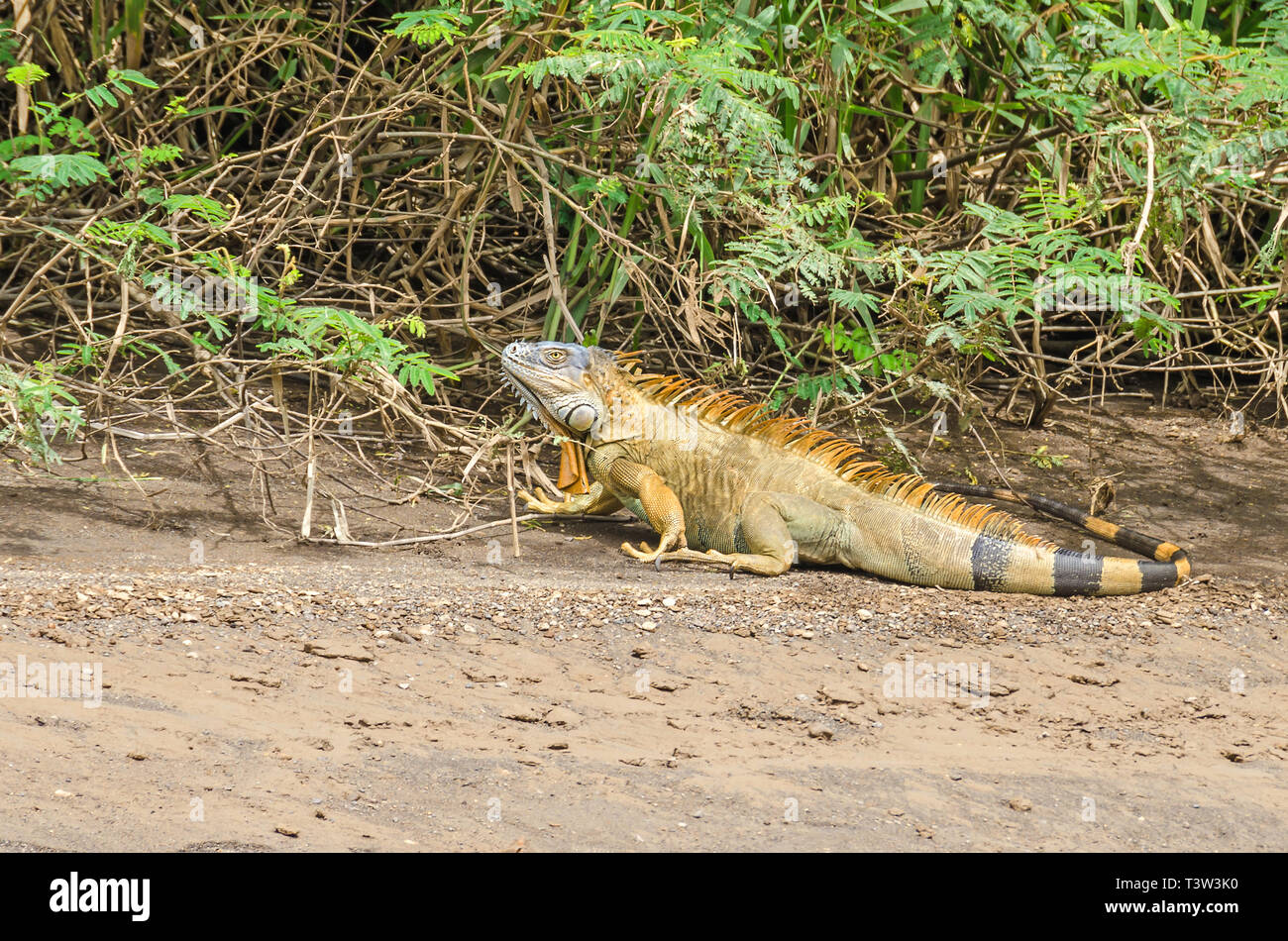 Bright colored male green iguana (Iguana iguana) or the American iguana ...
