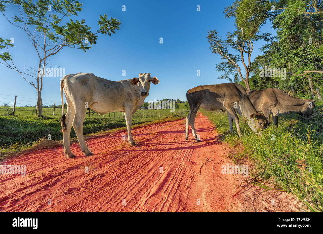 Rural countryside paraguay hi-res stock photography and images - Alamy