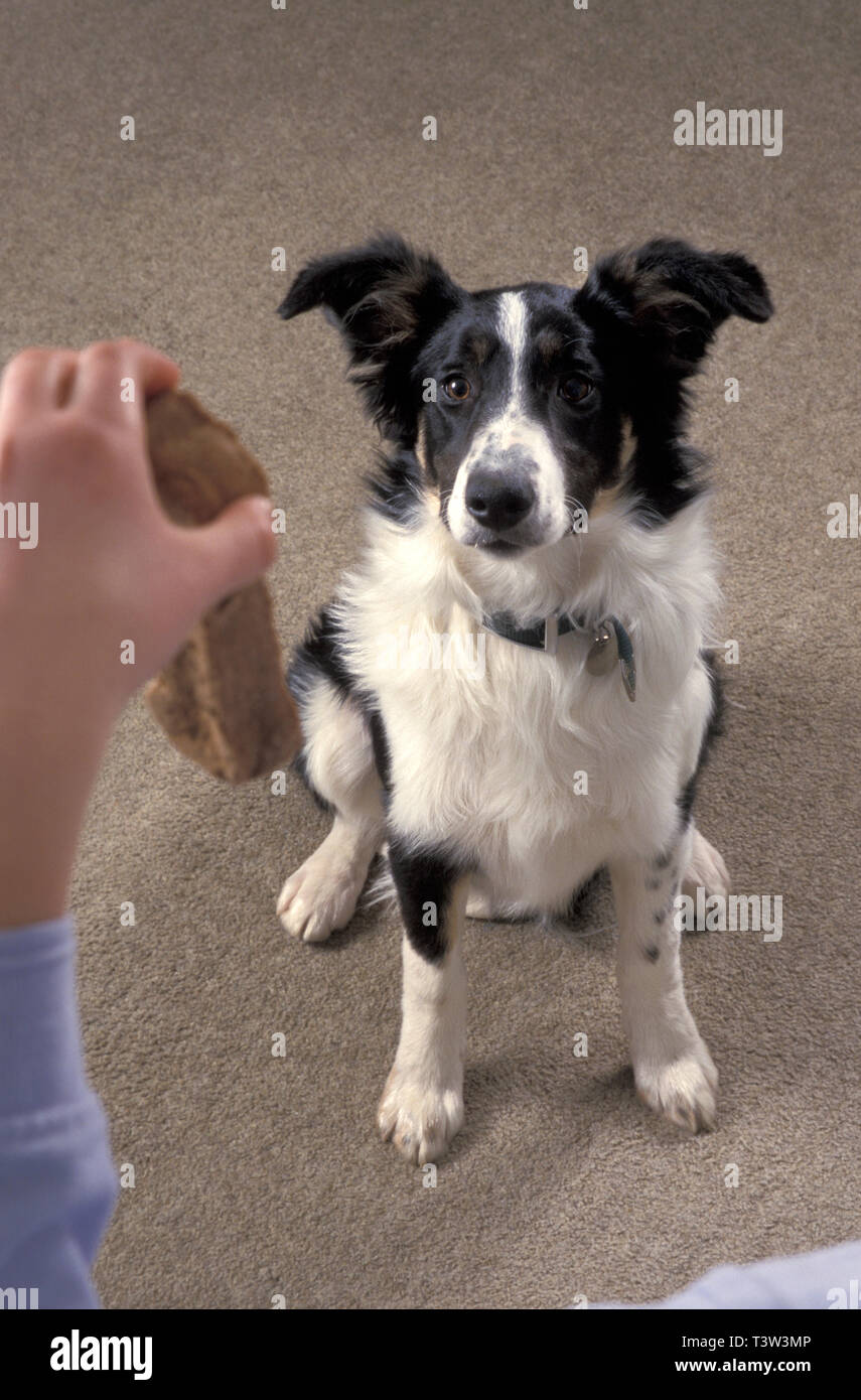 Sheepdog border collie puppy sitting begging for treat Stock Photo - Alamy