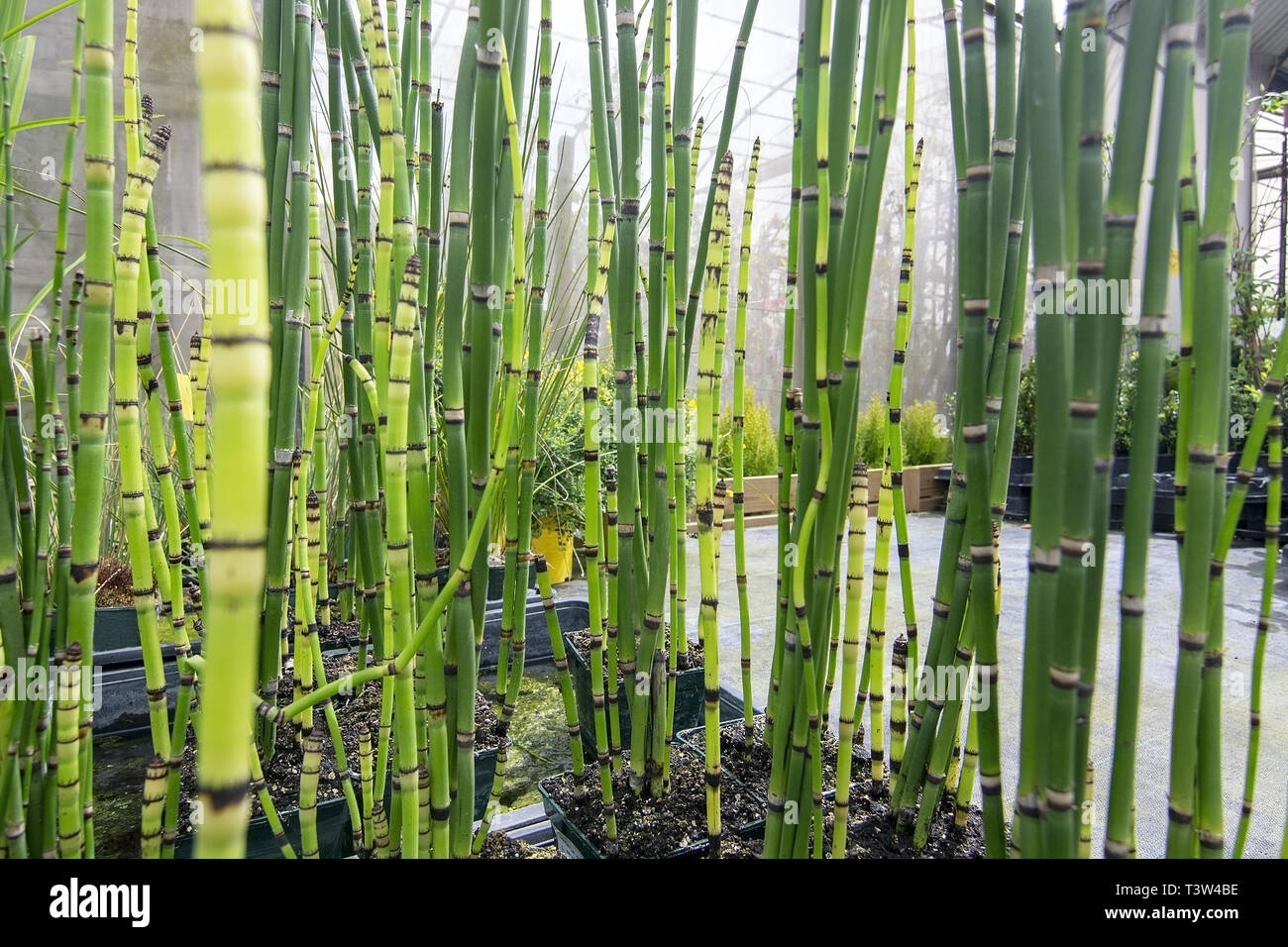Bamboo grass hi-res stock photography and images - Alamy