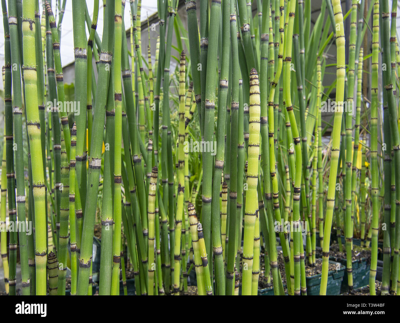 Bamboo grass hi-res stock photography and images - Alamy