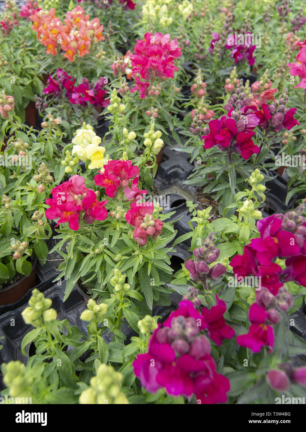 Snapdragon flower pot hi-res stock photography and images - Alamy