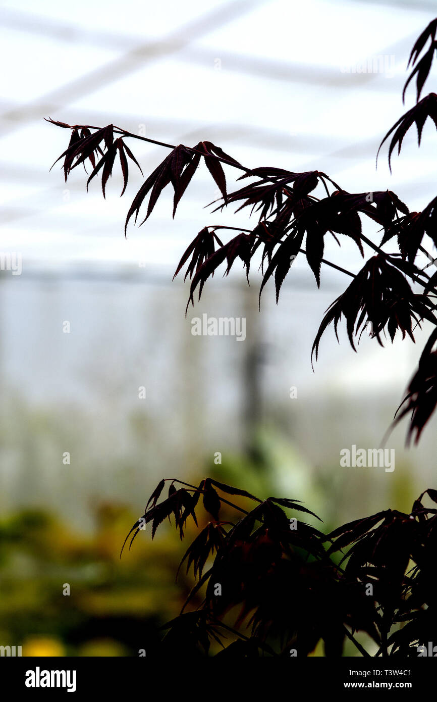 Elegant Japanese zen style bamboo tree background Stock Photo - Alamy