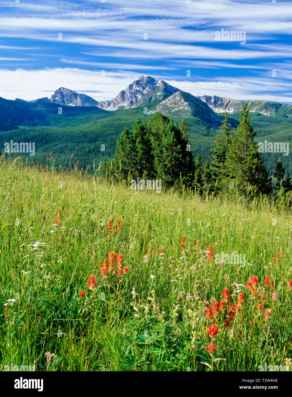 Anaconda pintler hi-res stock photography and images - Alamy