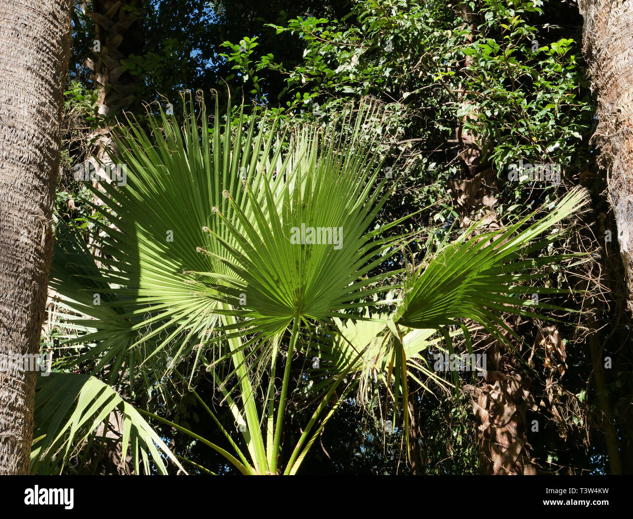 Perth parks in autumn hi-res stock photography and images - Alamy