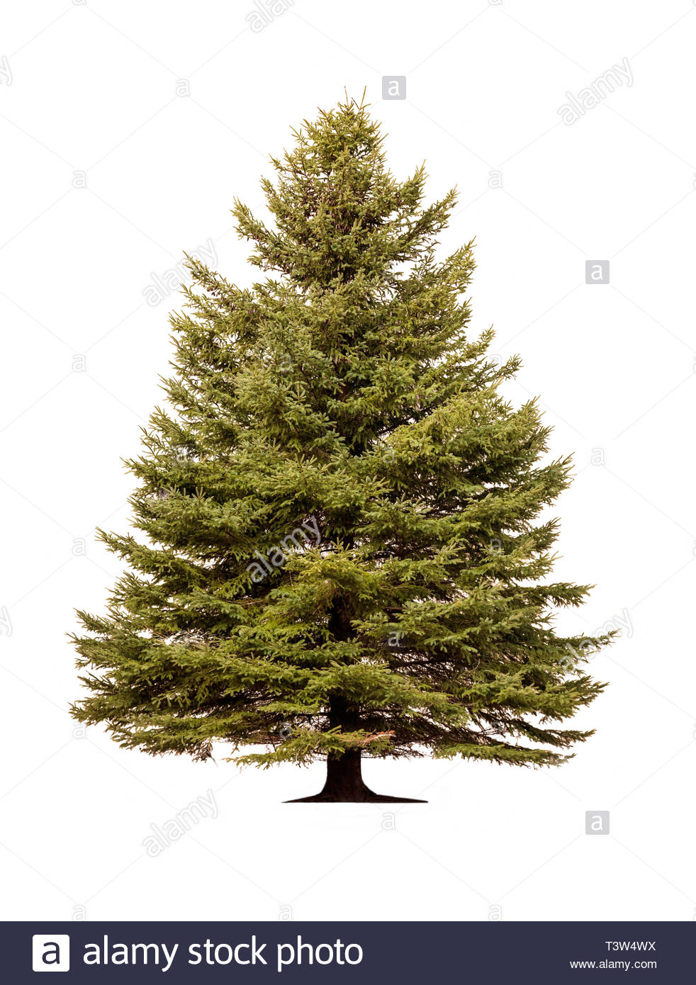 Picea Tree High Resolution Stock Photography and Images - Alamy