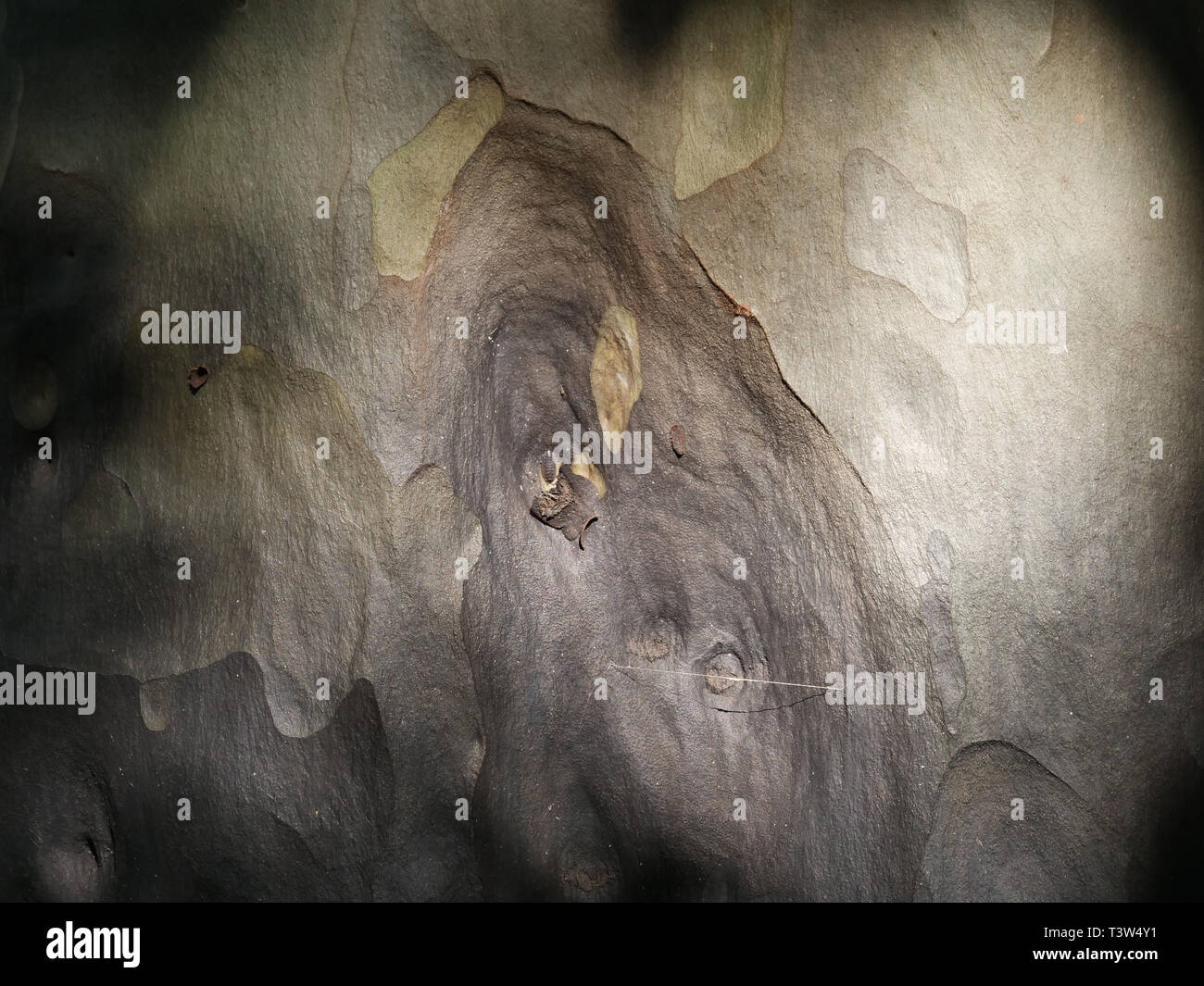 Wanneroo botanical garden hi-res stock photography and images - Alamy