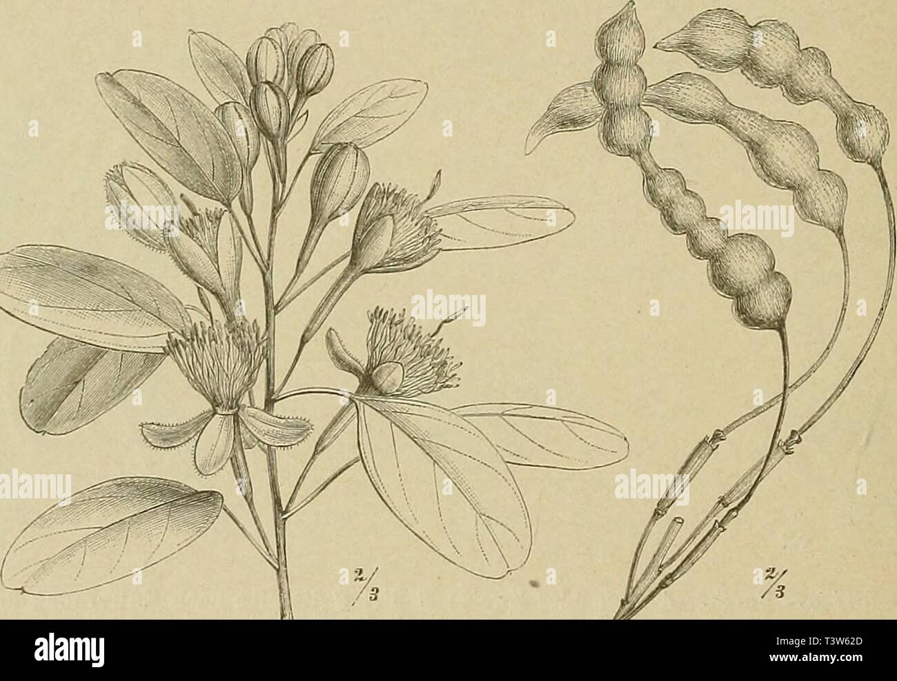 Replum hi-res stock photography and images - Alamy