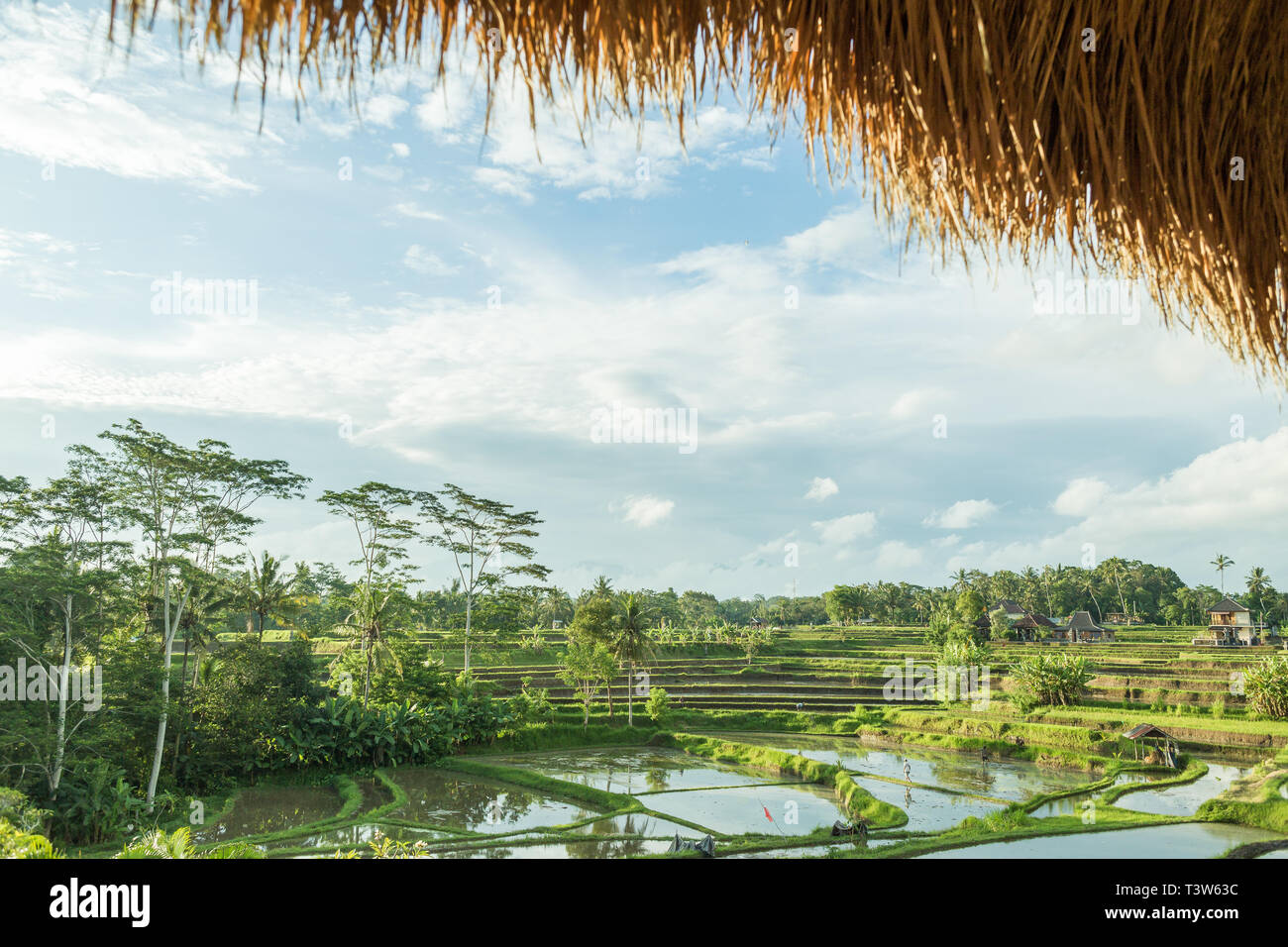 Ubud Rice Paddy Field Stock Photo - Alamy