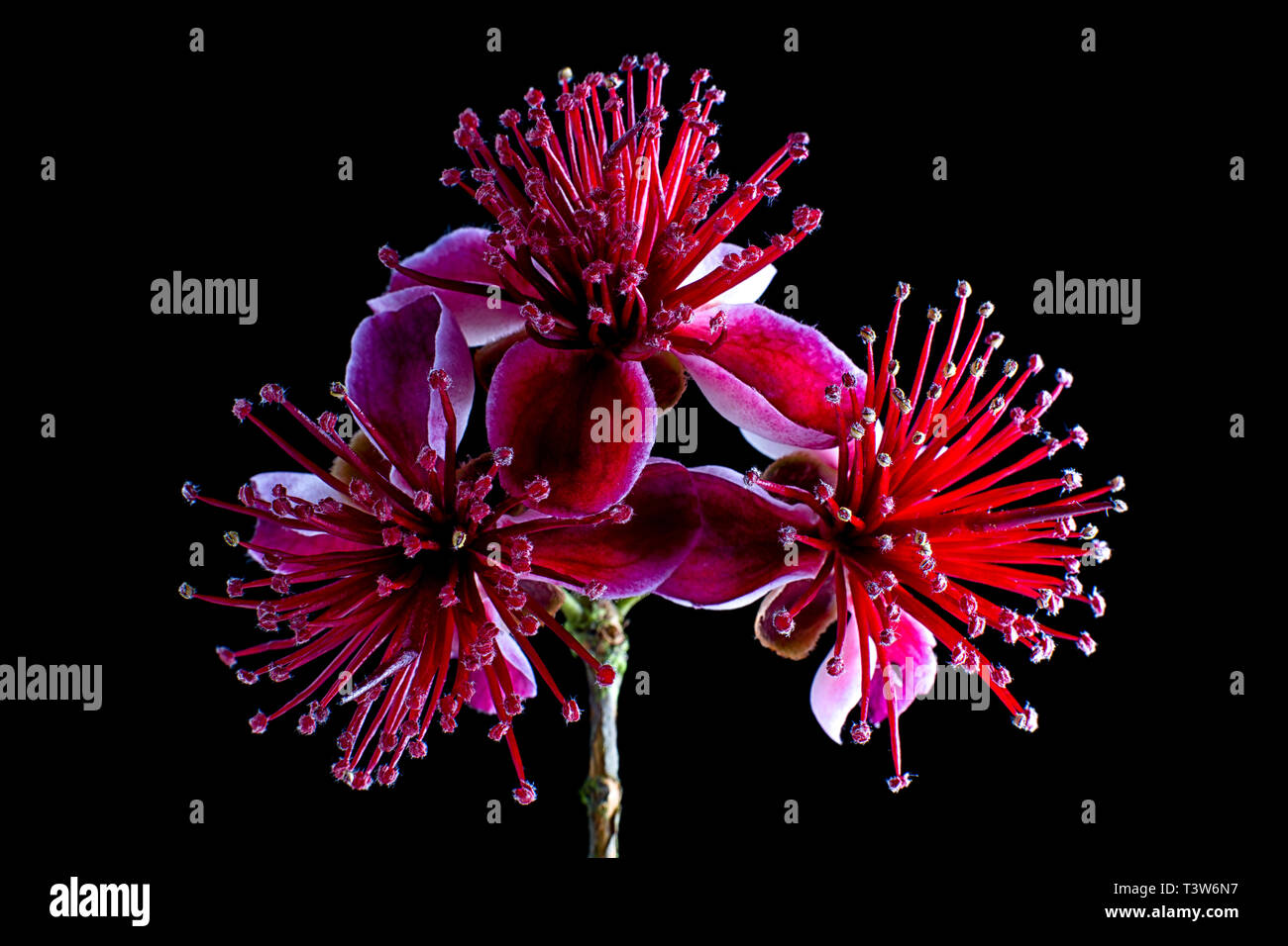 acca sellowiana tree flower Stock Photo - Alamy
