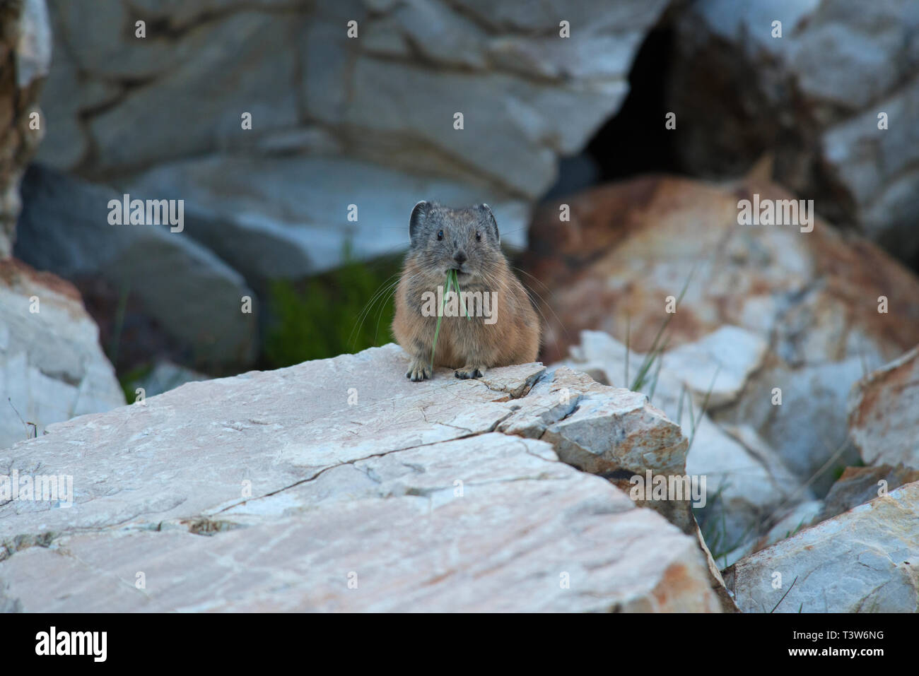 An American pika, a relative of rabbits, pauses while foraging for food ...
