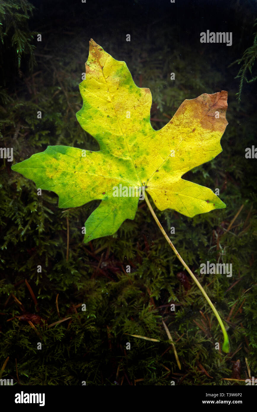 A fallen maple leaf suspended above a bed of moss in a dry creekbed on ...