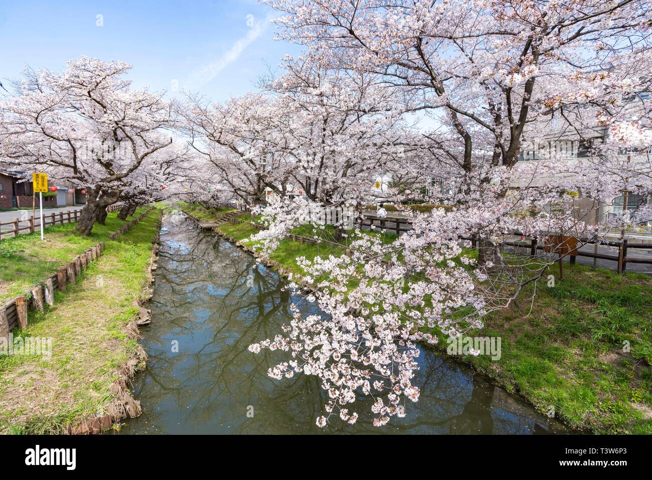 Cherry blossoms at Shingashi River, near Hikawa Shrine, Kawagoe City ...