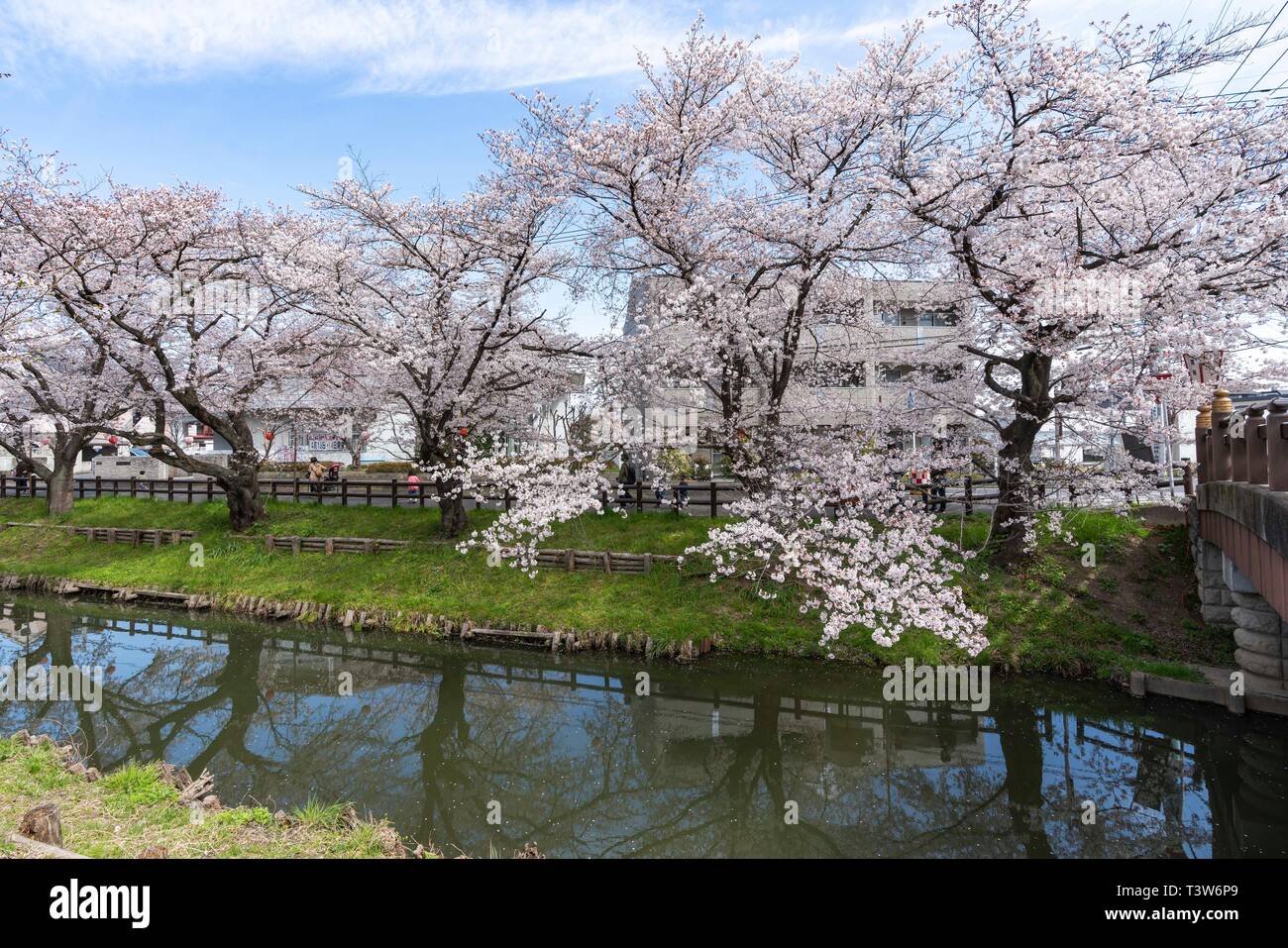 Cherry blossoms at Shingashi River, near Hikawa Shrine, Kawagoe City ...