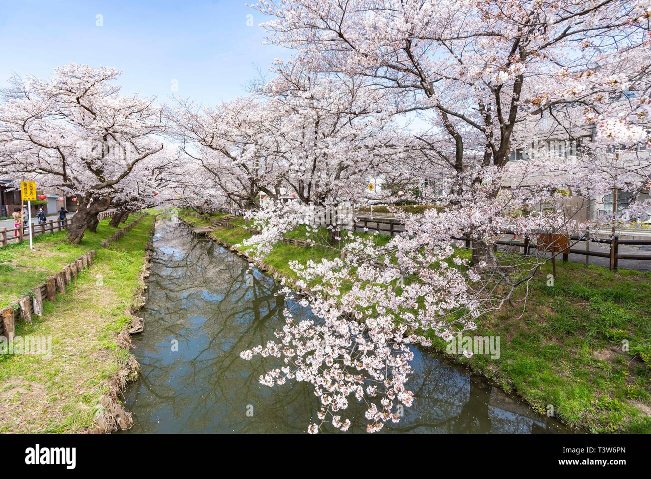 Cherry blossoms at Shingashi River, near Hikawa Shrine, Kawagoe City ...
