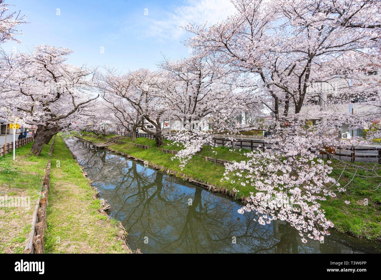 Cherry blossoms at Shingashi River, near Hikawa Shrine, Kawagoe City ...