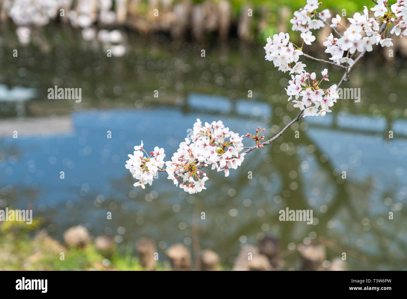 Cherry blossoms at Shingashi River, near Hikawa Shrine, Kawagoe City ...