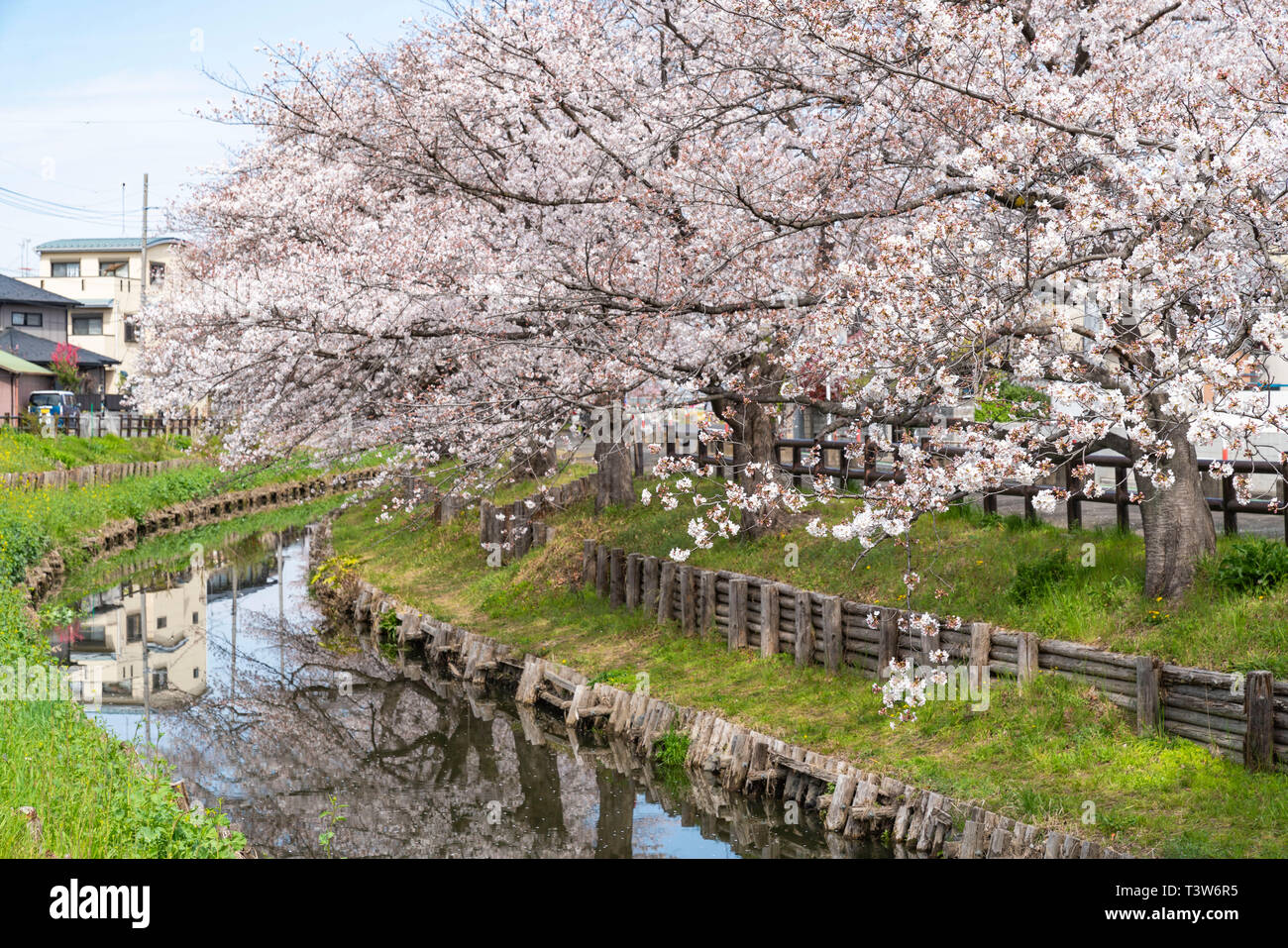 Cherry blossoms at Shingashi River, near Hikawa Shrine, Kawagoe City, Saitama Prefecture, Japan ...
