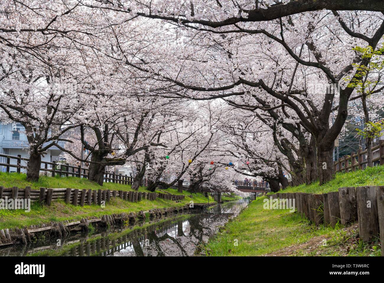 Cherry blossoms at Shingashi River, near Hikawa Shrine, Kawagoe City ...