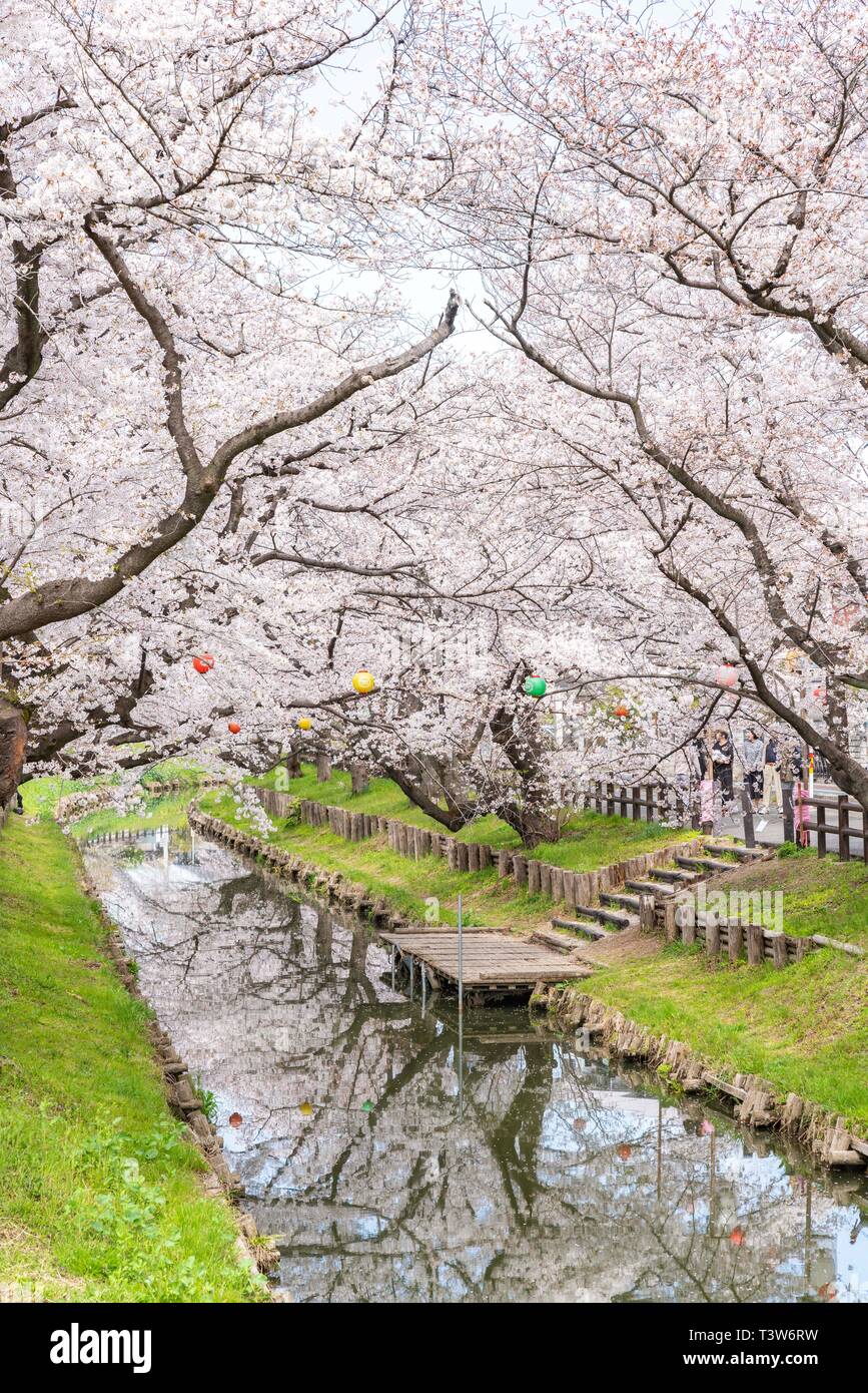 Cherry blossoms at Shingashi River, near Hikawa Shrine, Kawagoe City ...