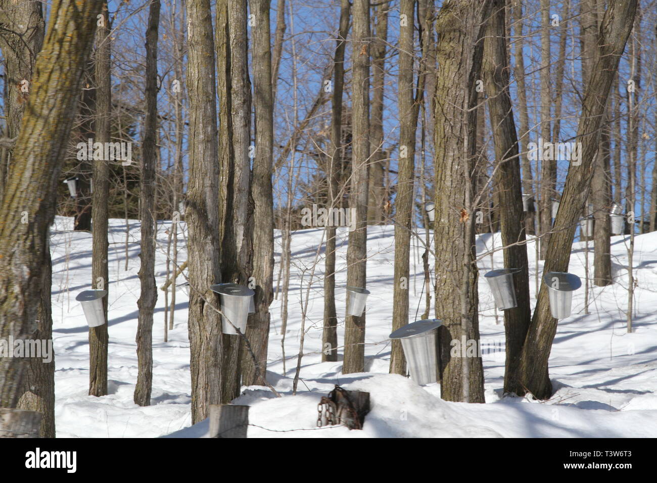 Collecting maple sap produce syrup hi-res stock photography and images ...