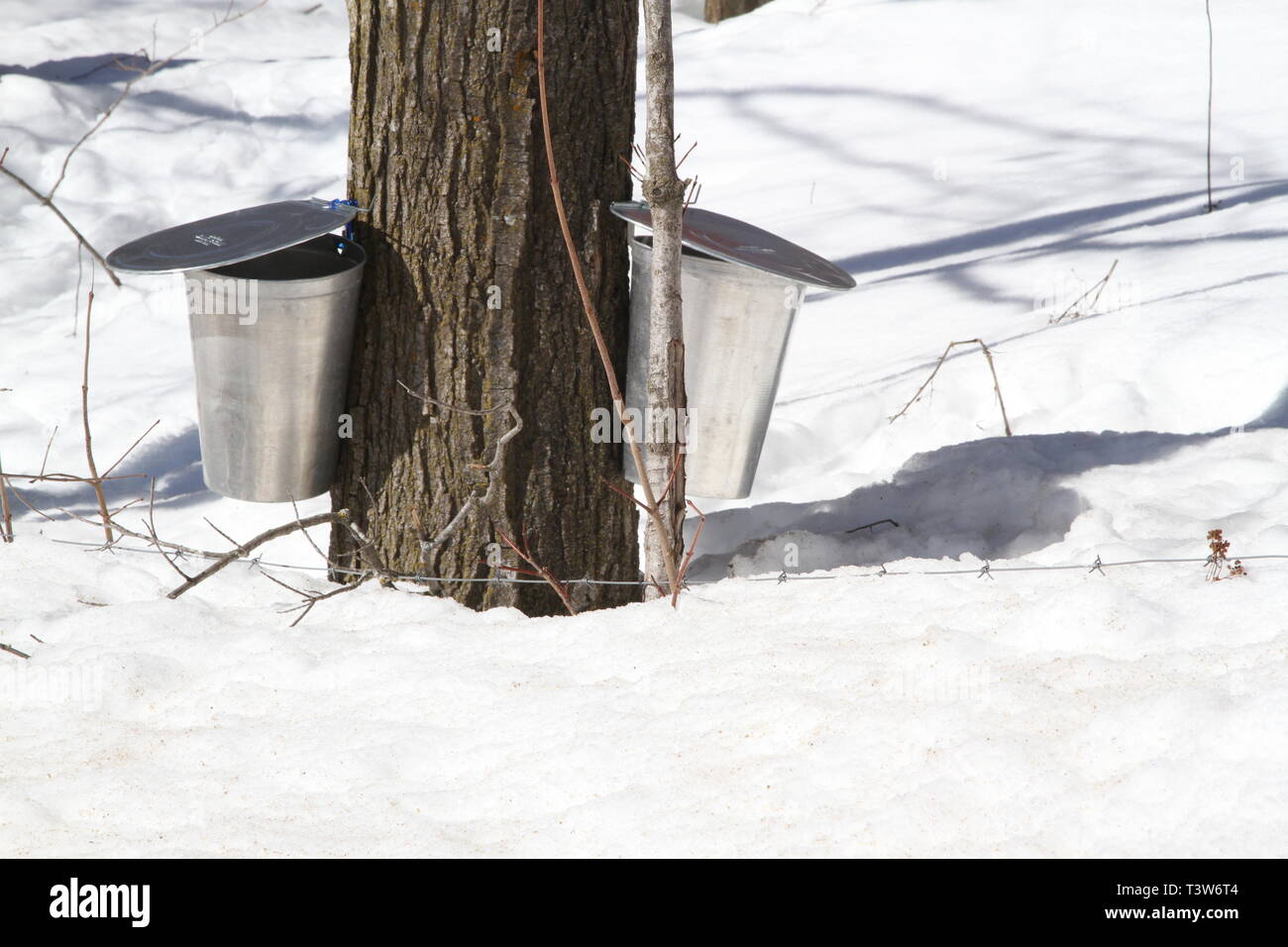 Tapping maple tree hi-res stock photography and images - Alamy