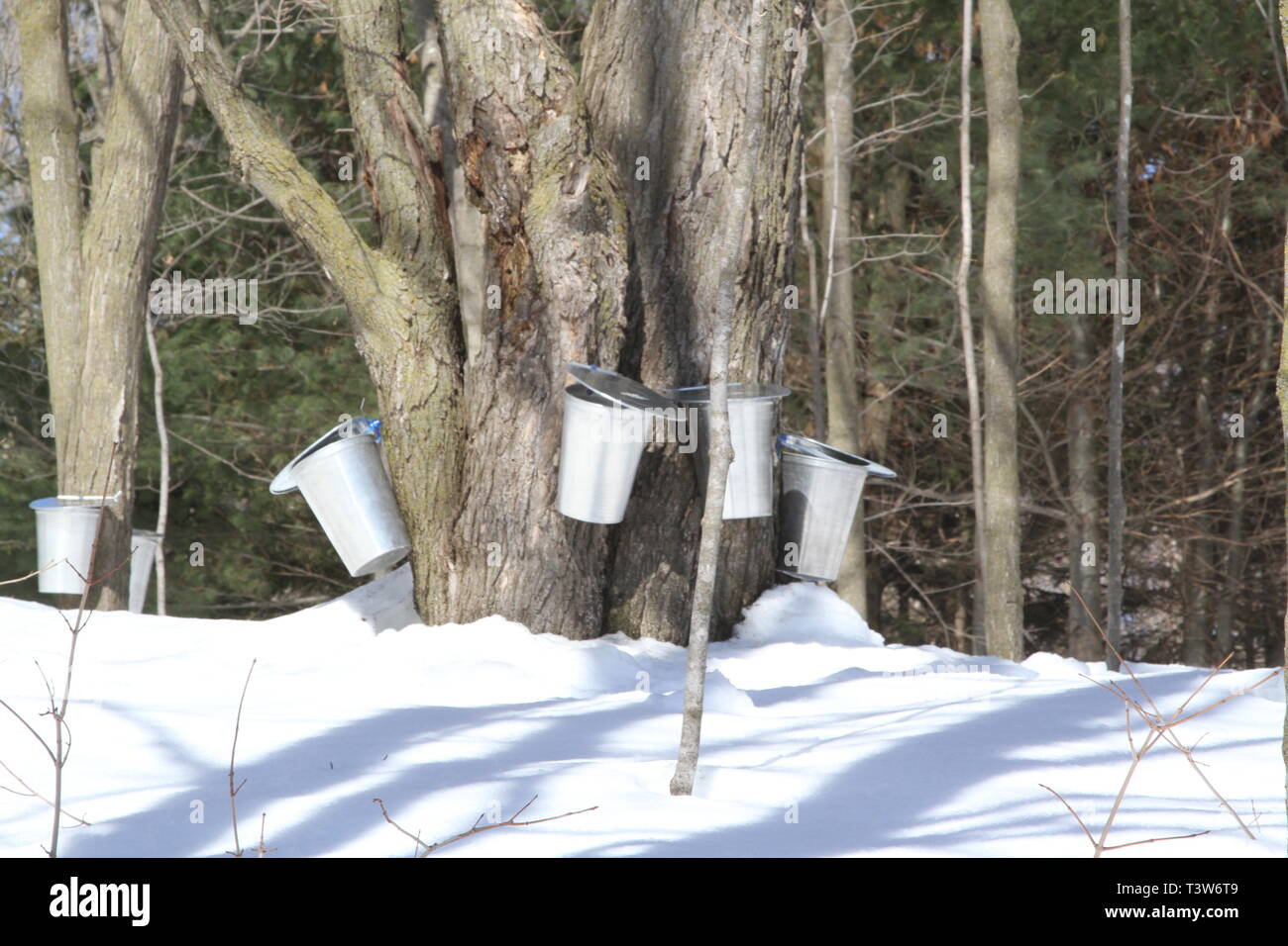 Pails on a maple tree for collecting sap in the early spring Stock ...