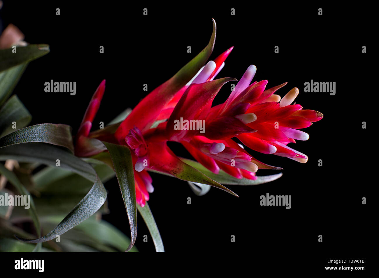 red bromelia bloom in Colombia Stock Photo - Alamy