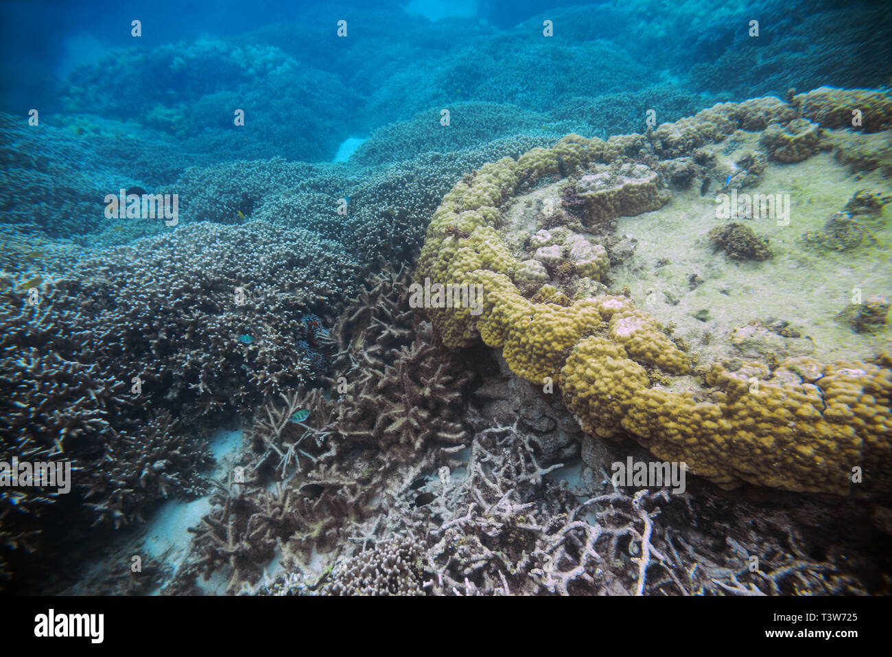 Coral reef in Ishigaki, Okinawa, Japan Stock Photo - Alamy