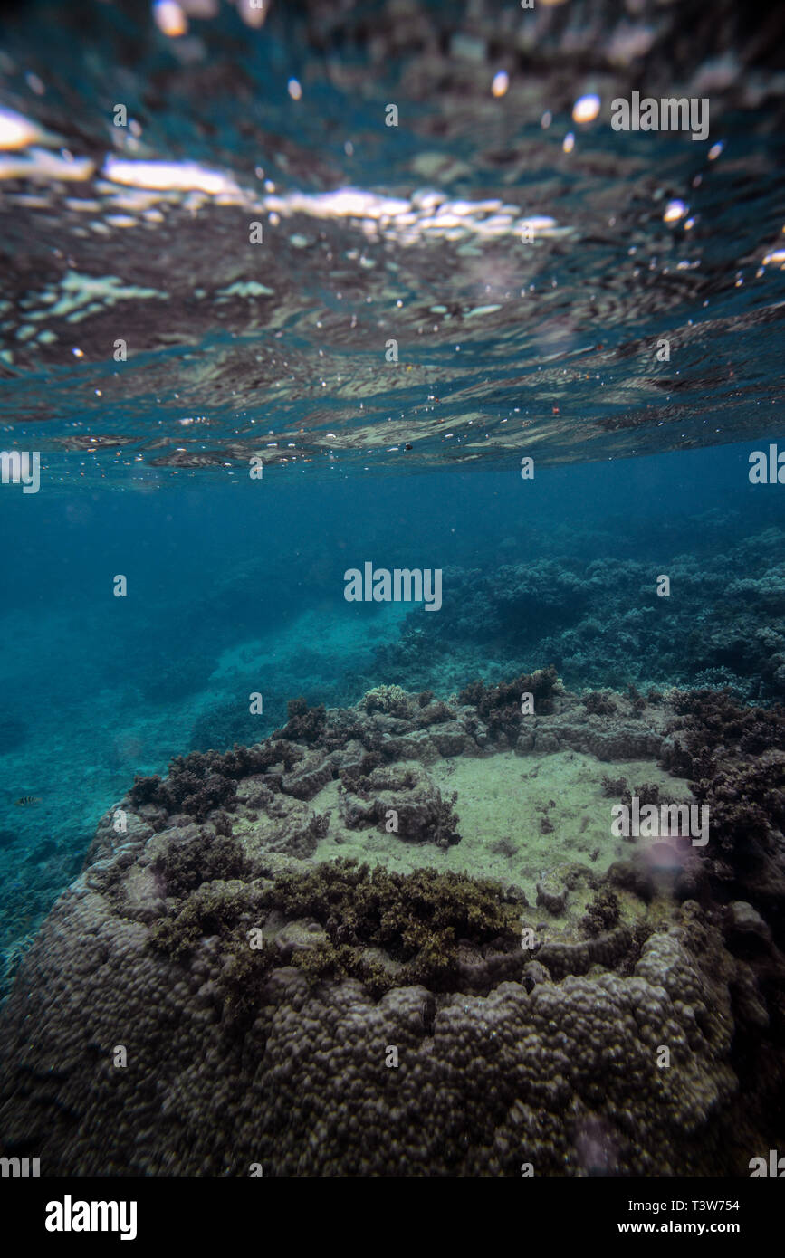 Reef in Ishigaki, Okinawa Prefecture, Japan Stock Photo - Alamy